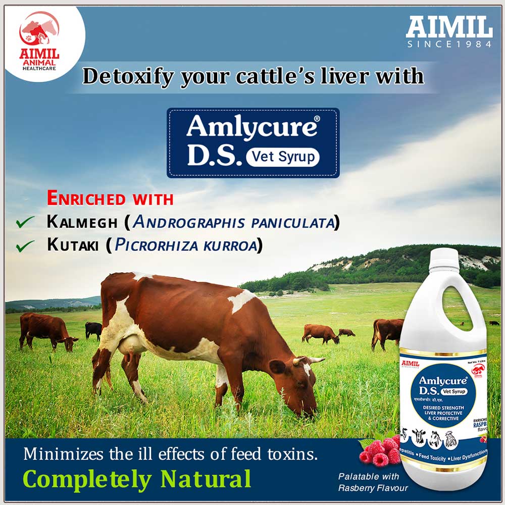 Buy Amlycure Ds Vet syrup herbal liver formula for poultry – AIMILVETS