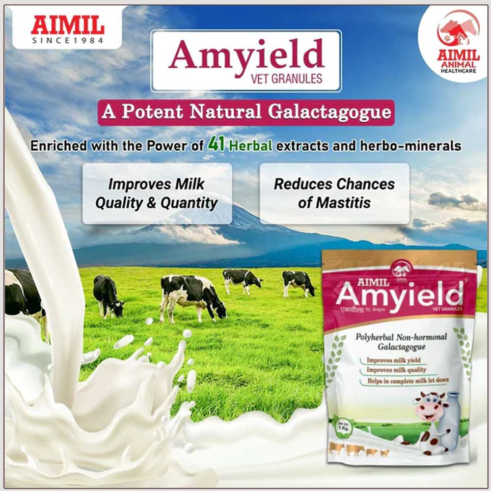 Buy AmYield Vet Granules for to enhance milk yield of Cattle – AIMILVETS